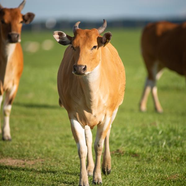 The Wilds | Conservation